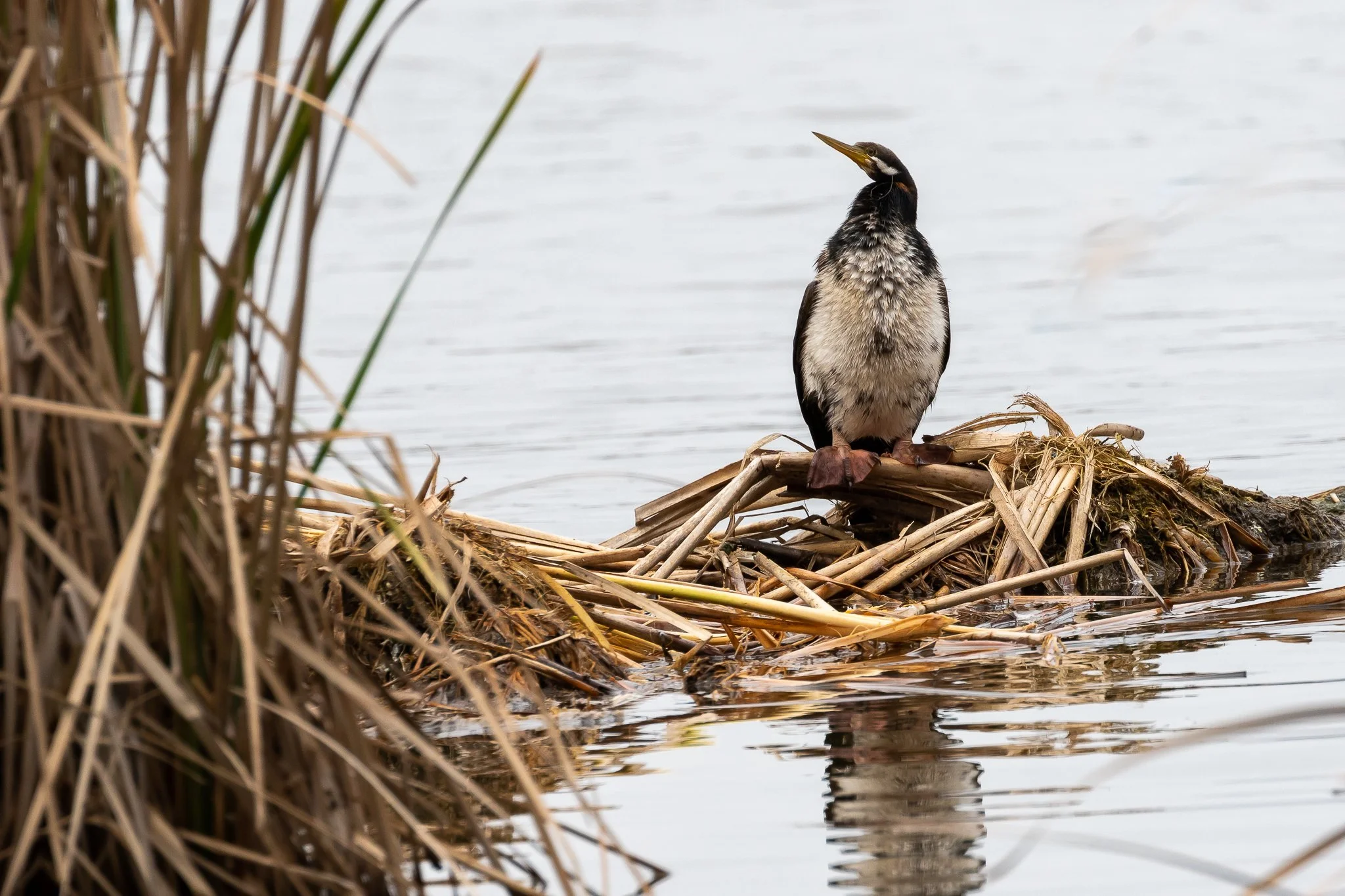 Birds of Australia