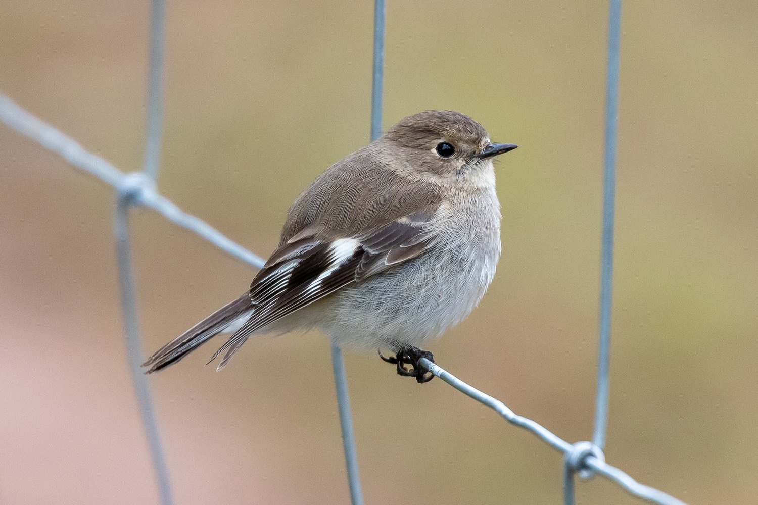 Australian Robins - Australia's Wonderful Birds
