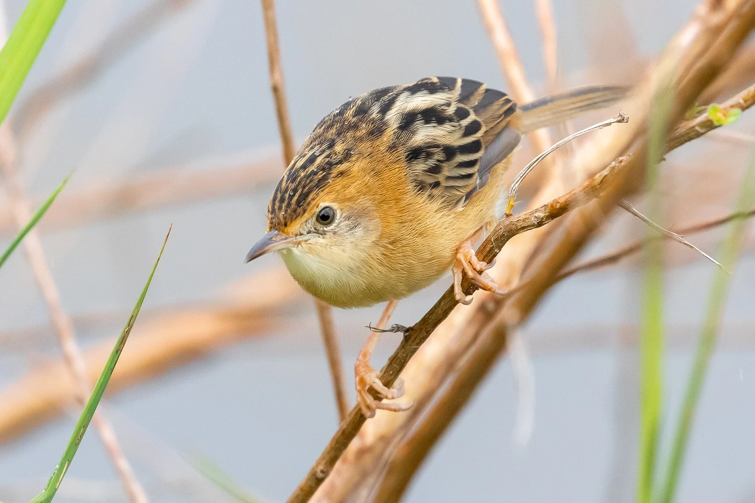 Byron Bay Wetlands - Australia's Wonderful Birds