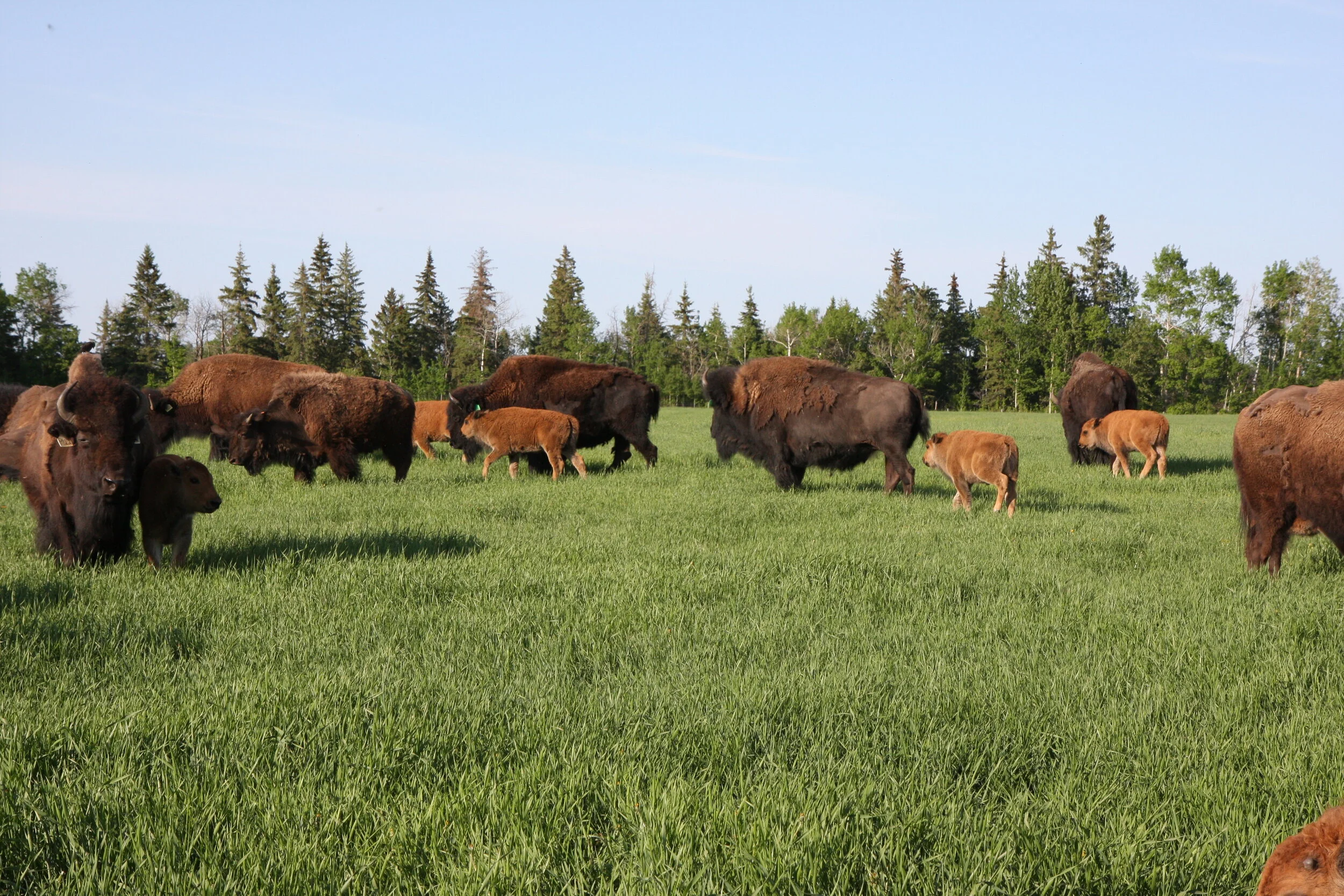 Thundering Ground Bison Ranch Inc.