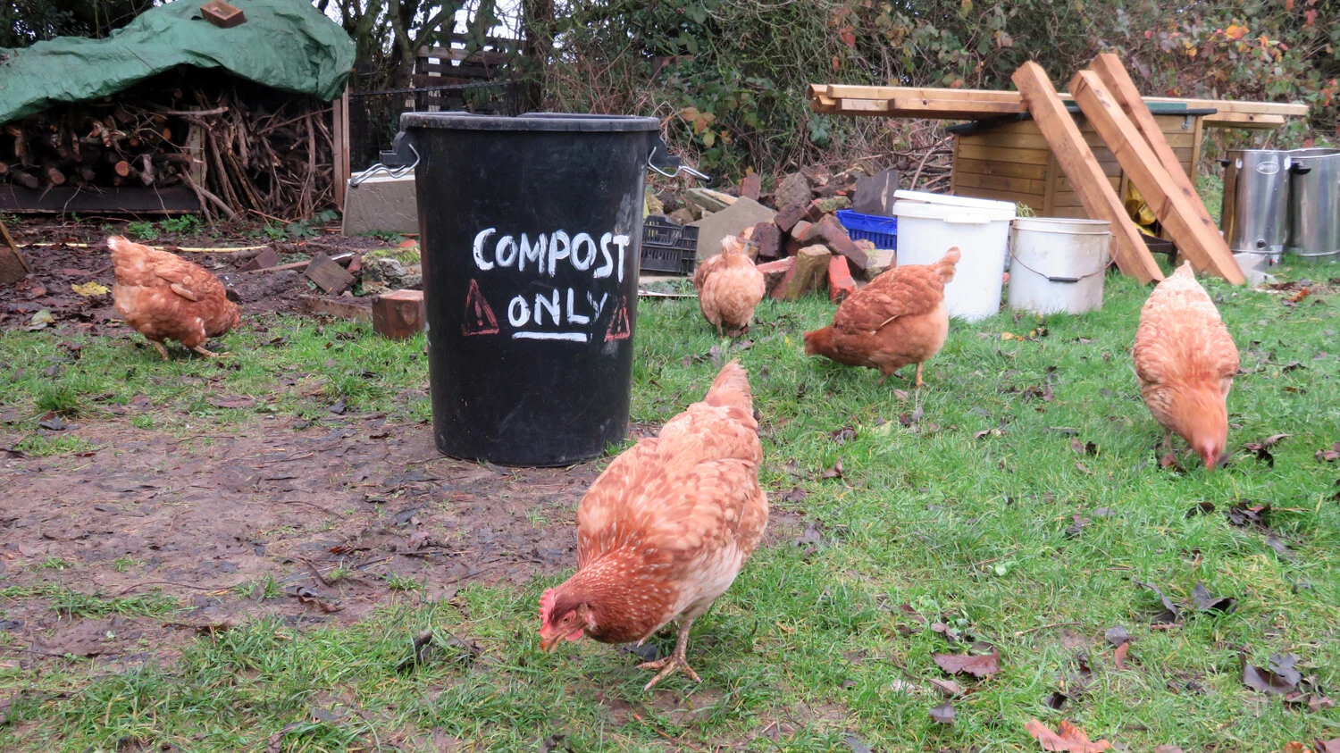 Sadeh Farm diary: January 2020 — Jewish Renaissance