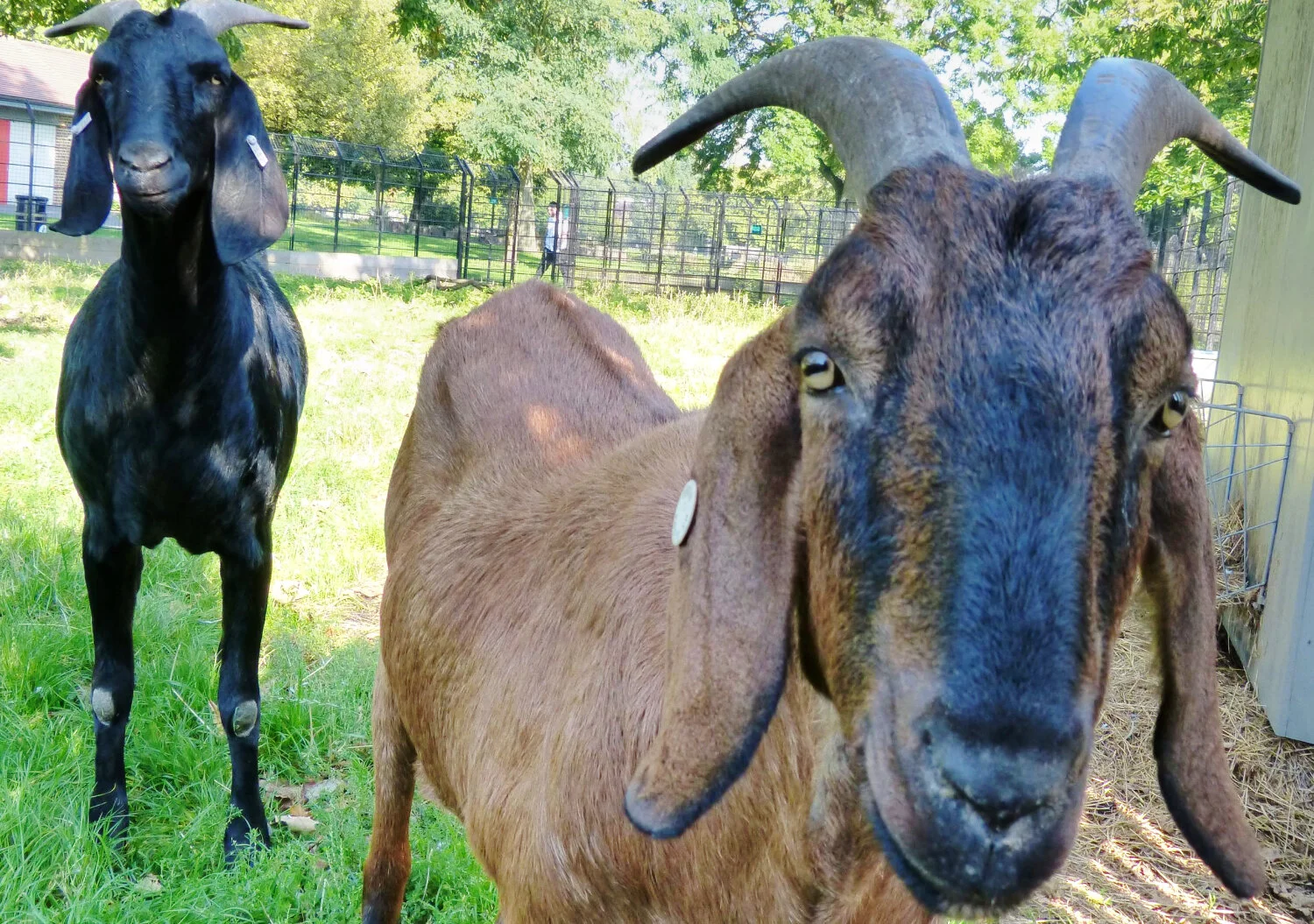 Getting the goat: Dylan at 80 — Jewish Renaissance