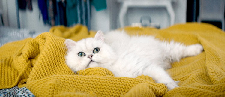 Tom Wakeling - Director