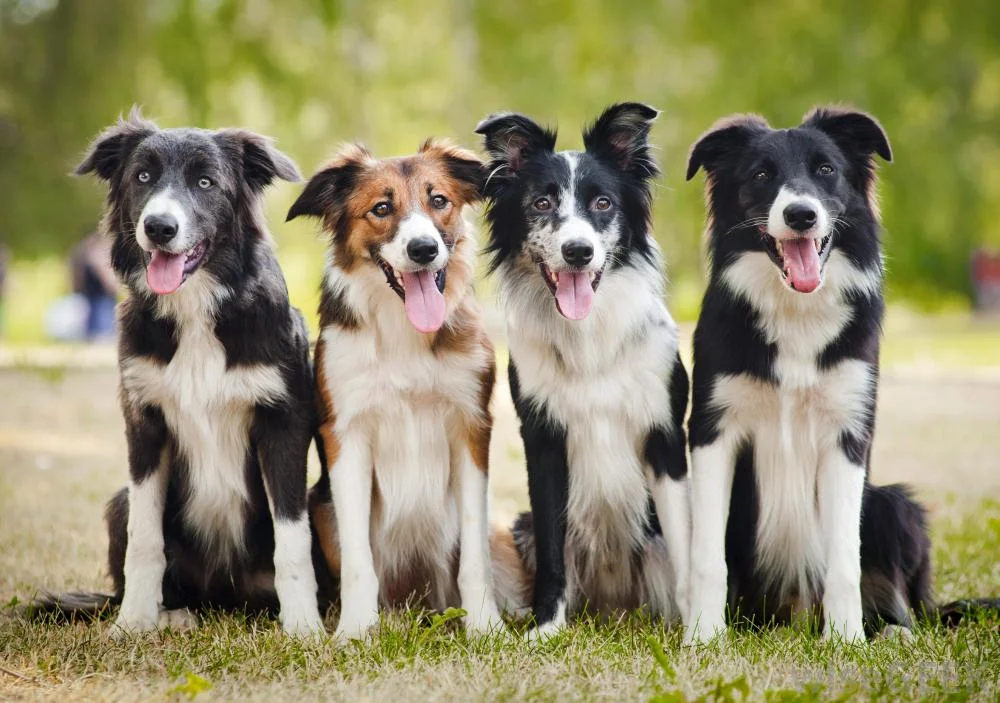 The Surrey Dog Training Company | Professional, Friendly Dog Training ...
