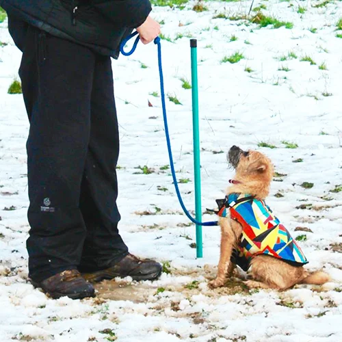 IMDT Classes — The Surrey Dog Training Company