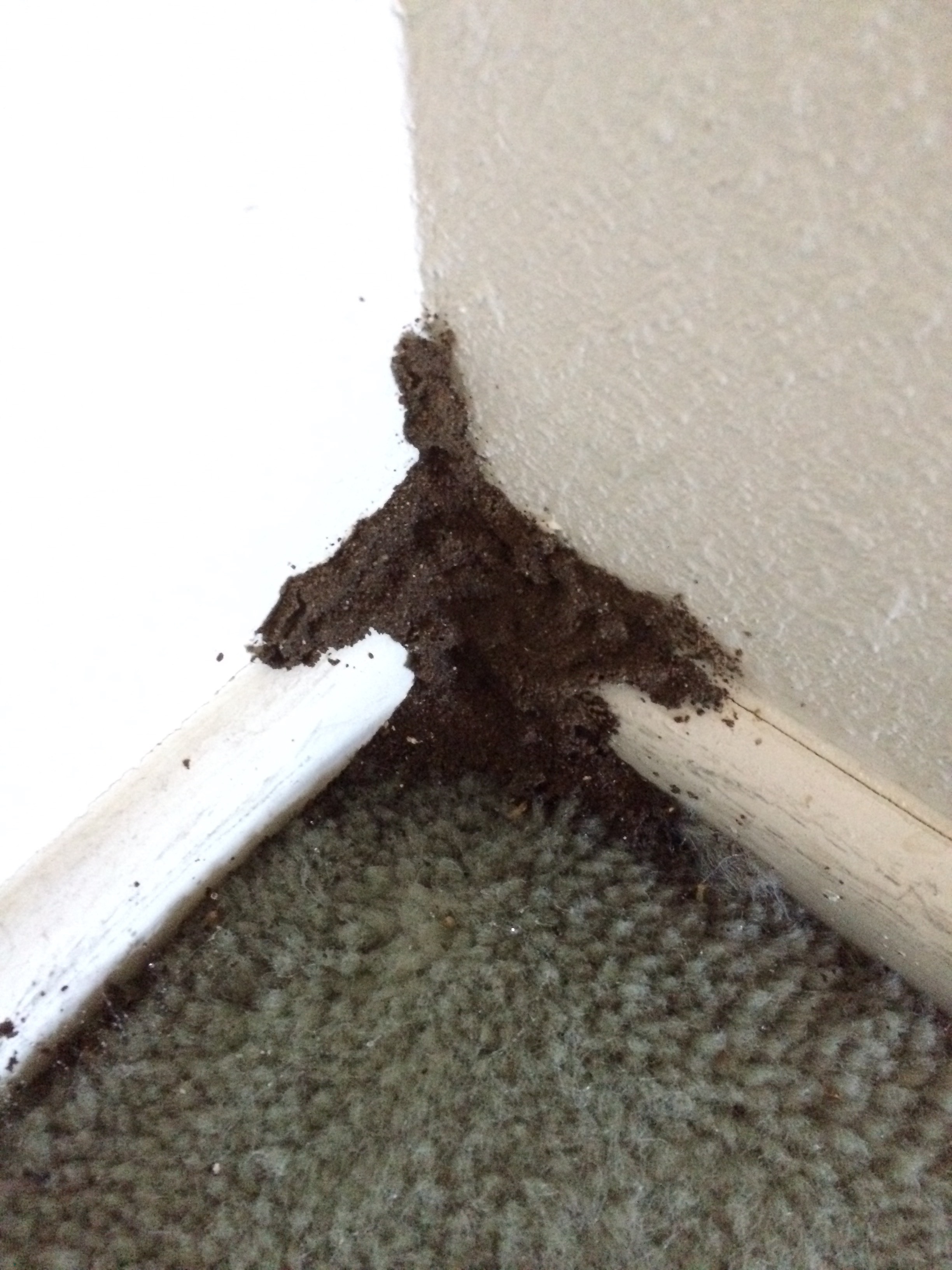 Drywood and Subterranean Termite Control — Major League Pest Control Vista