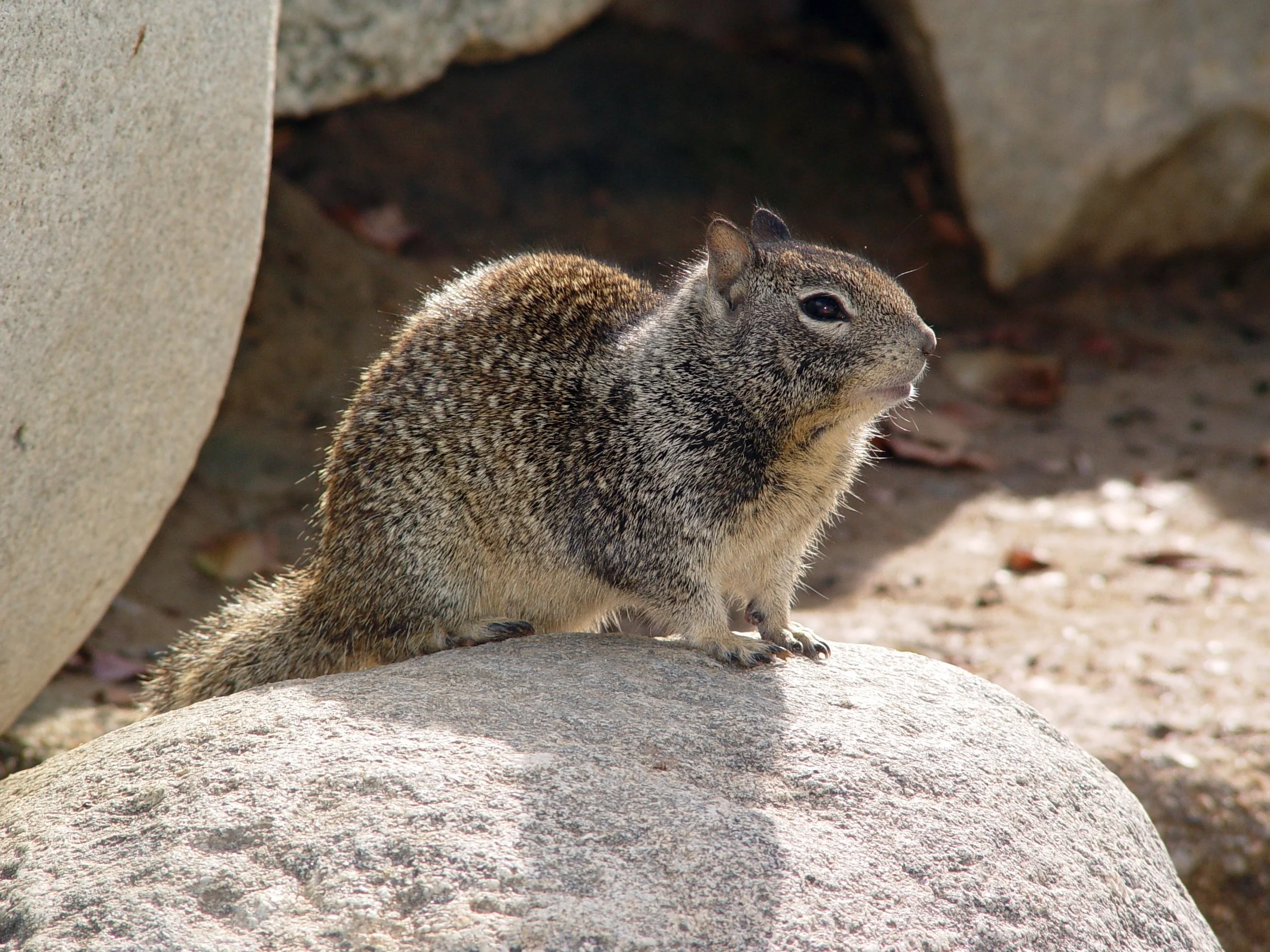 Ground Squirrel Control Carlsbad - Squirrel Removal San Marcos — Major ...