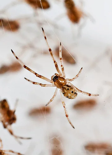 Pest Control — Major League Pest Control Vista