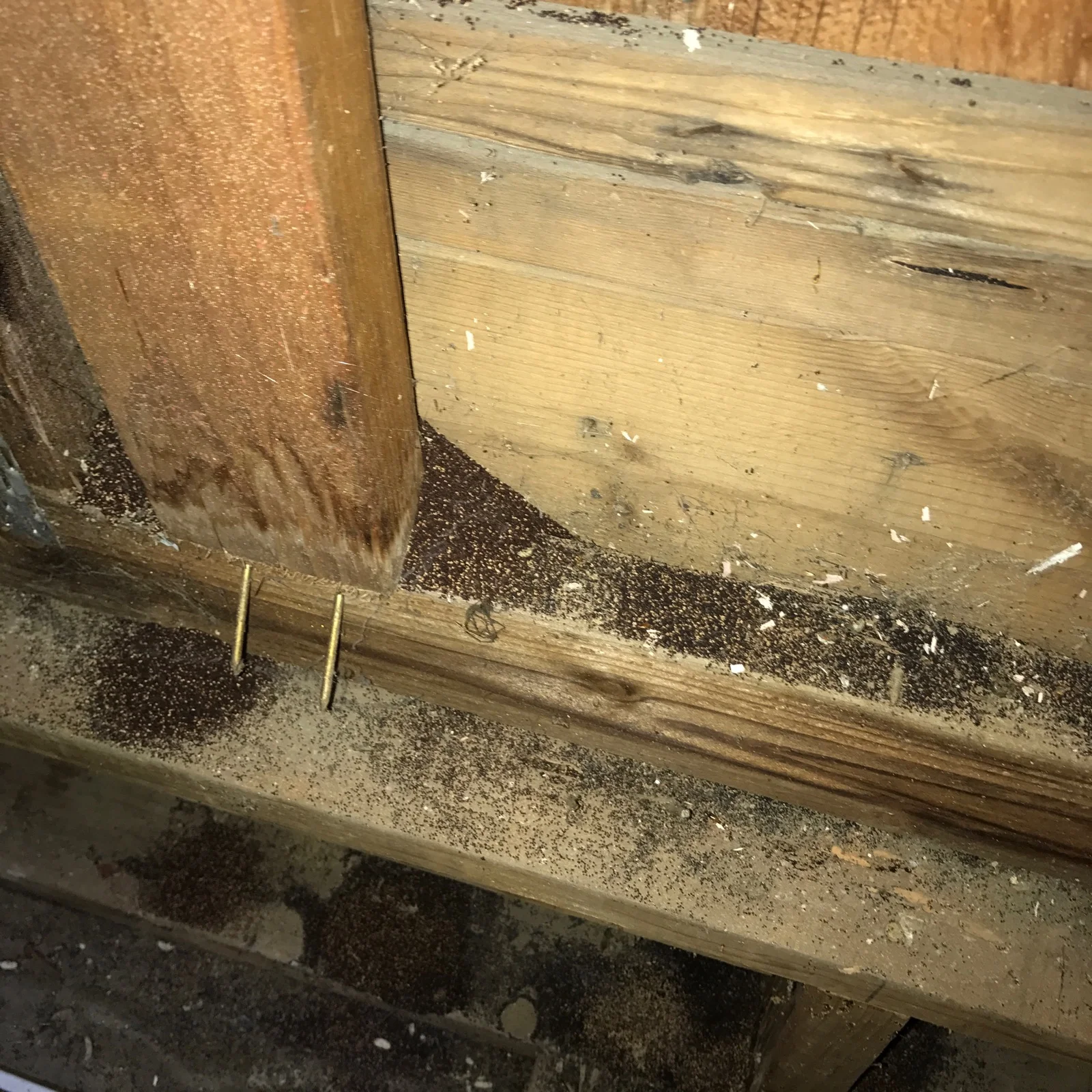 Drywood and Subterranean Termite Control — Major League Pest Control Vista