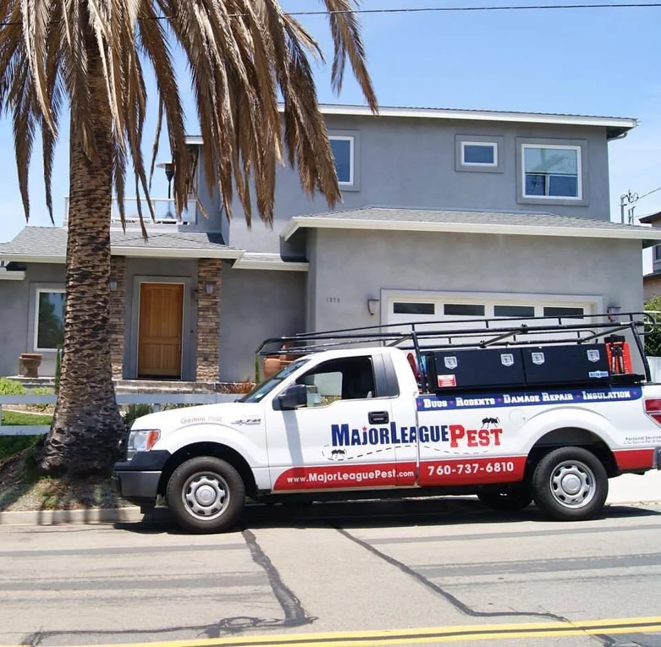 Spider Pest Control — Major League Pest Control Vista