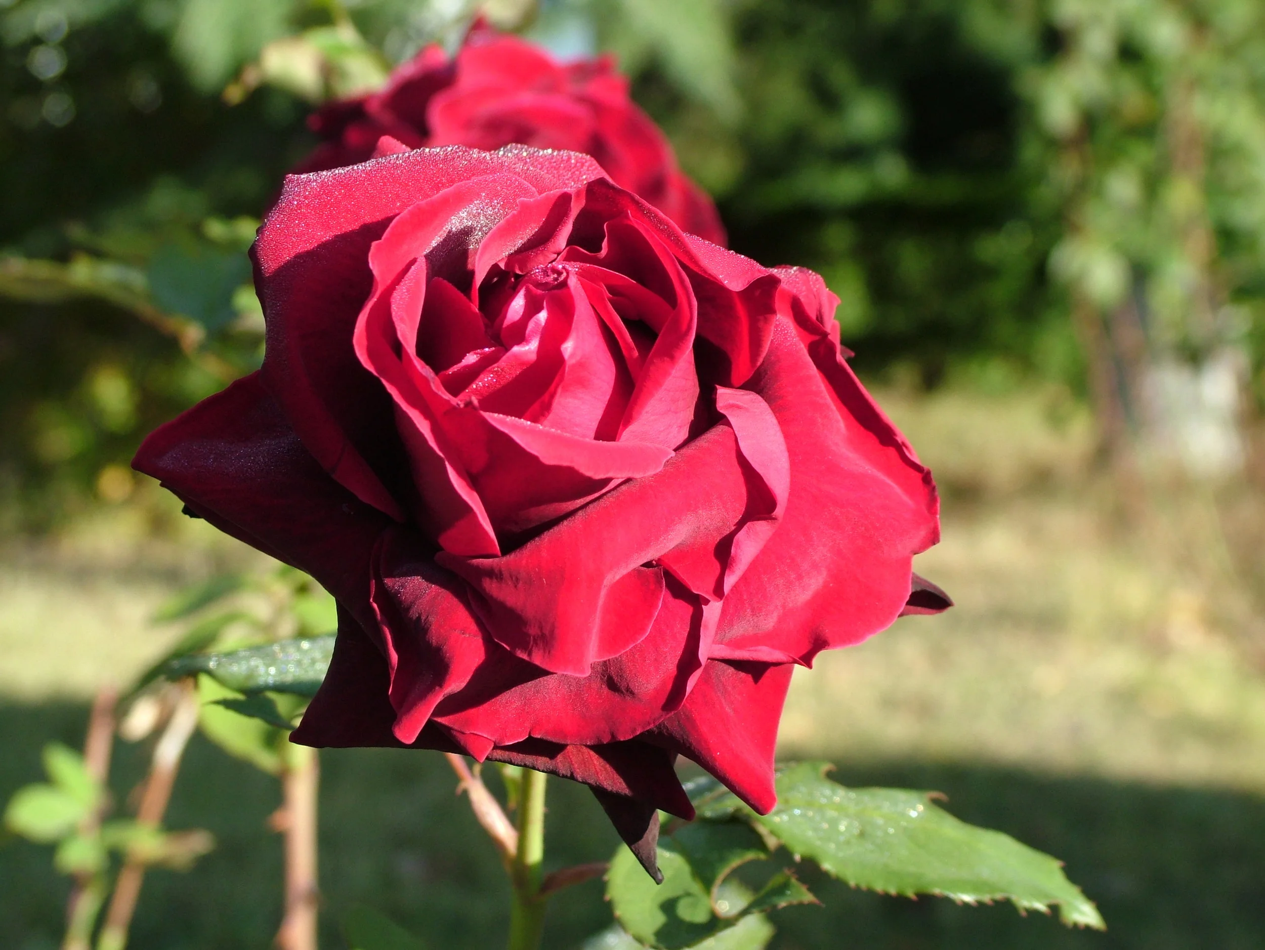 Red Masterpiece Rose