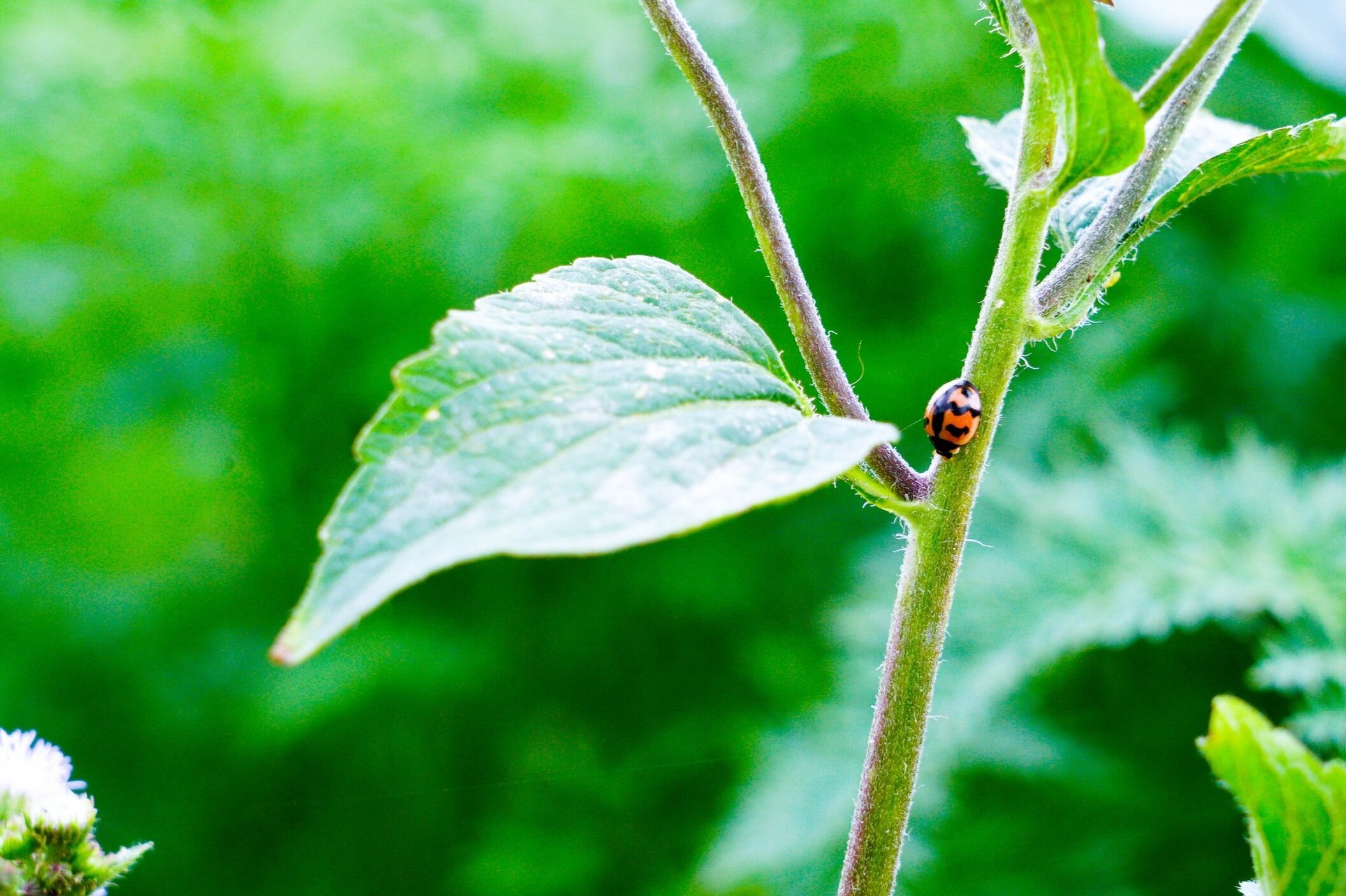 Find A Scientist: Living things and their habitats — The Great Science ...