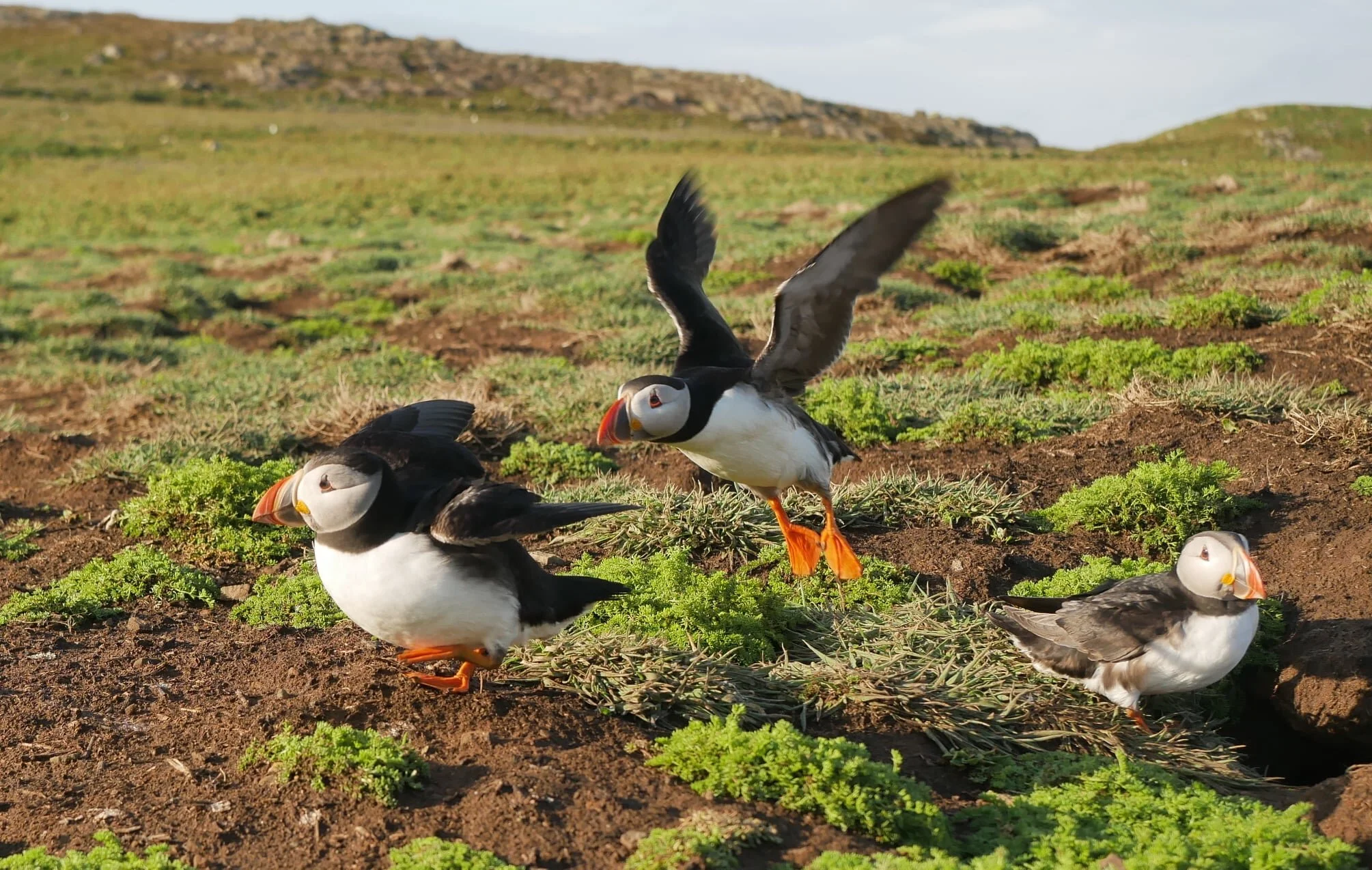 Baby Puffins