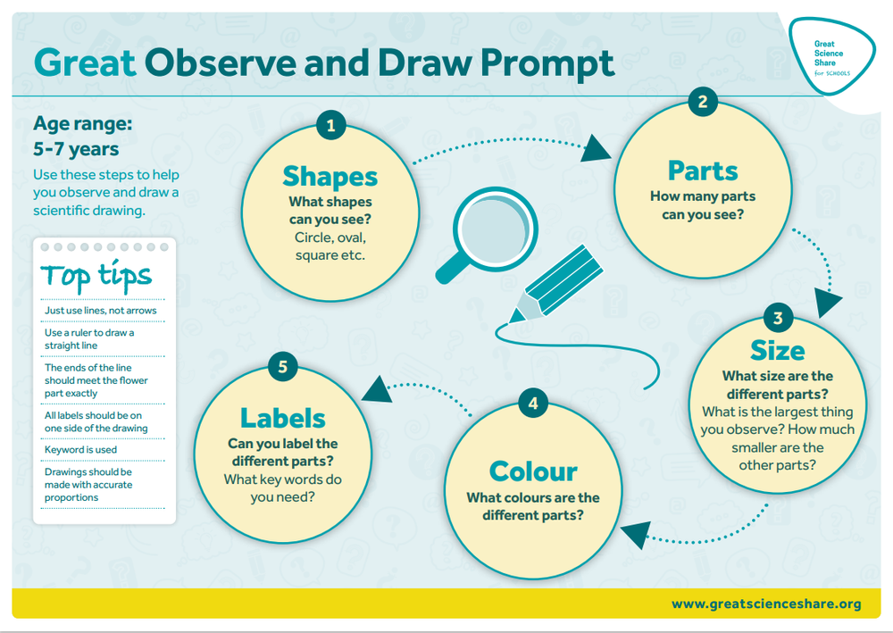 Observe and Draw Prompt — The Great Science Share for Schools