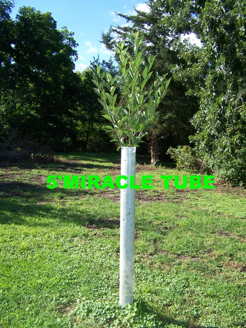 tree tubes, grow tubes for trees, tree protection , tree stakes grow tubes