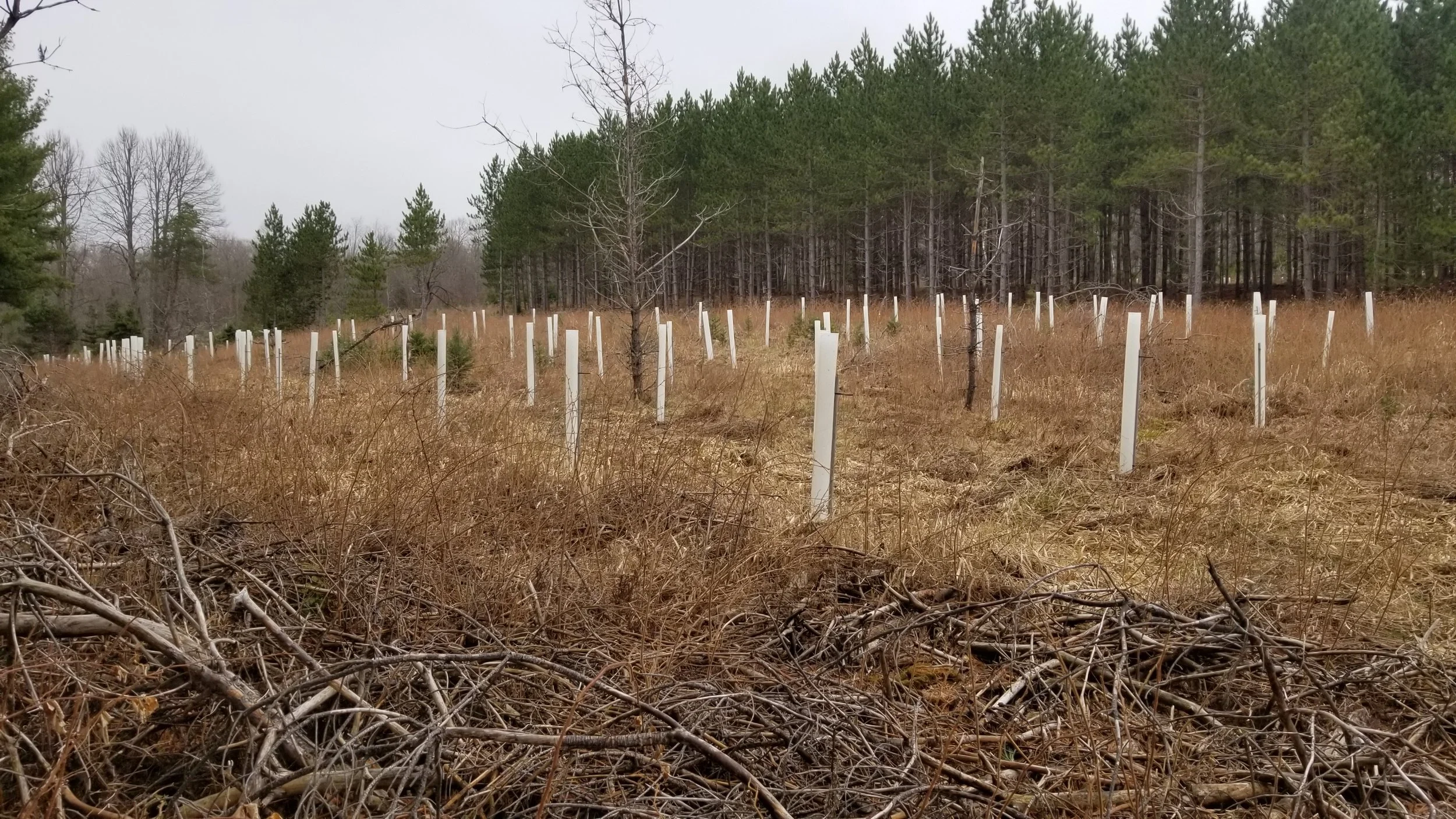 Tree Pro Tree Tubes