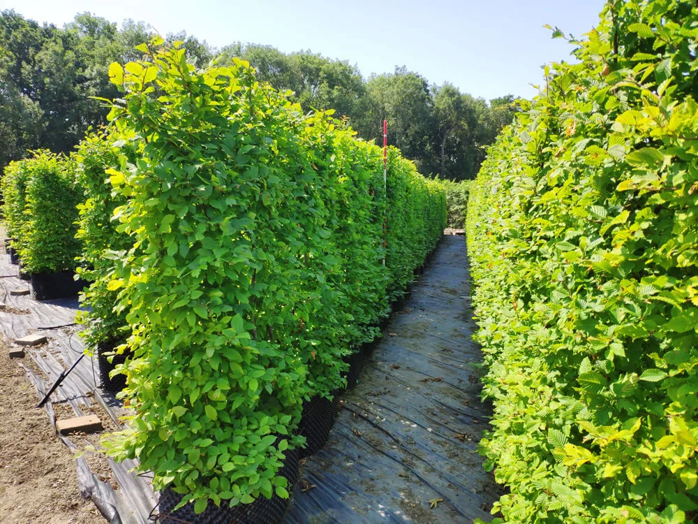 How To Plant Hornbeam Hedge - The Best Picture Of Beam