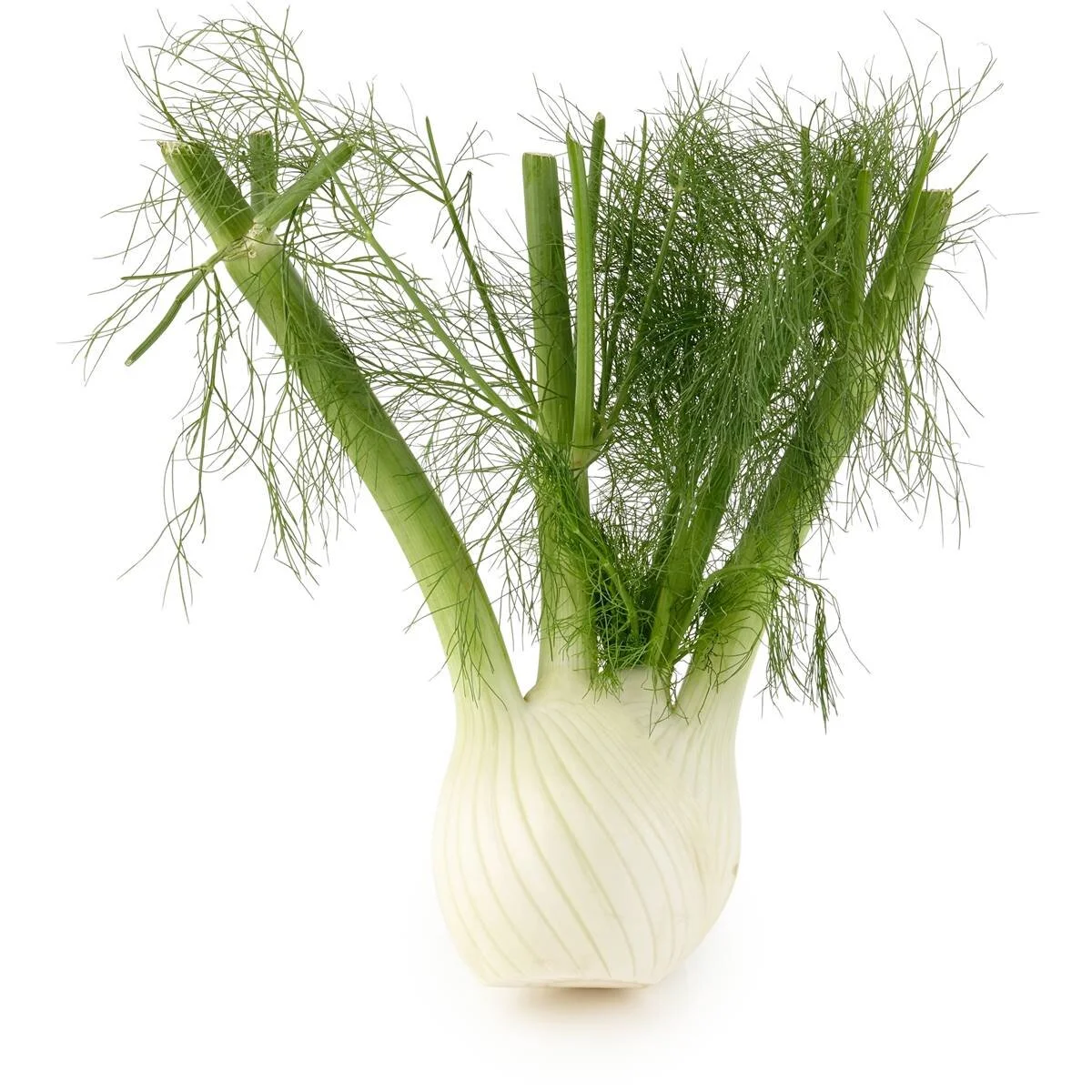 Fennel Anise Fairless Hills Produce Center Fennel Anise Fairless Hills Produce Center