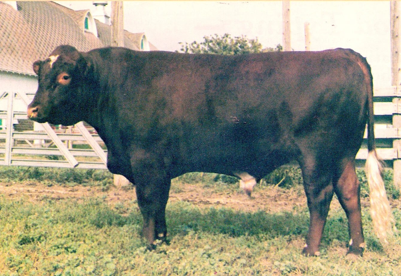 Reference Bulls — Shorthorn Select Genetics