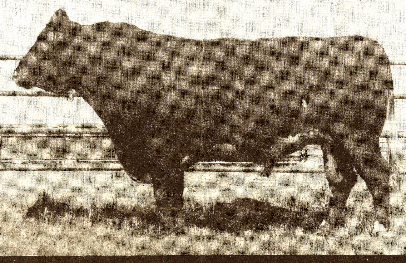 Reference Bulls — Shorthorn Select Genetics