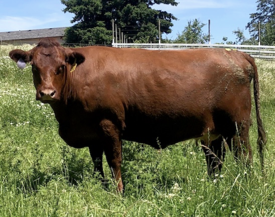Donor Cows — Shorthorn Select Genetics