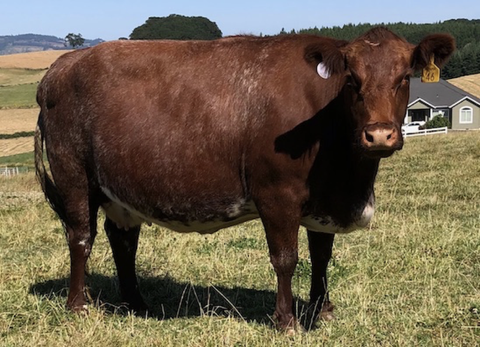 Donor Cows — Shorthorn Select Genetics
