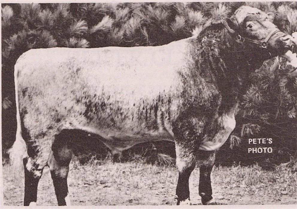 Semen for Sale — Shorthorn Select Genetics