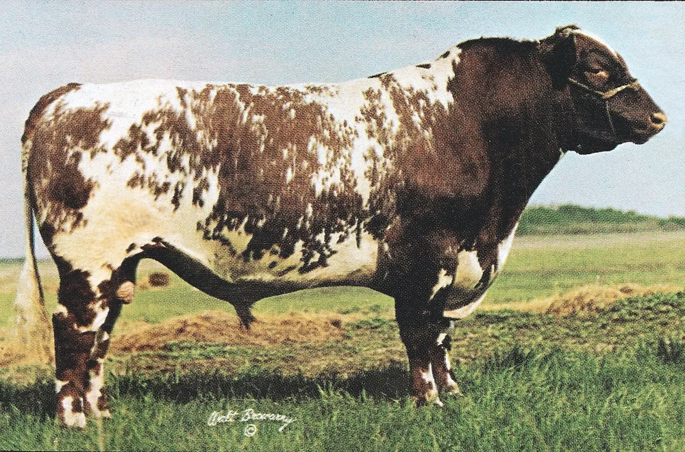 Shorthorn Cattle Bull