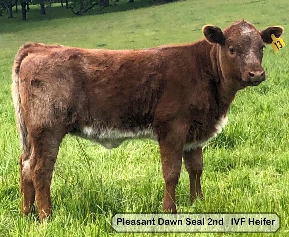 IVF Offspring — Shorthorn Select Genetics
