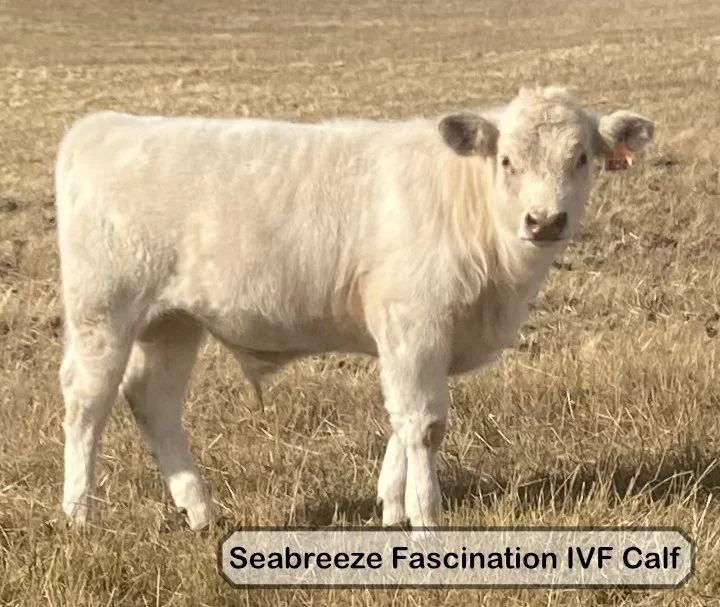 IVF Offspring — Shorthorn Select Genetics