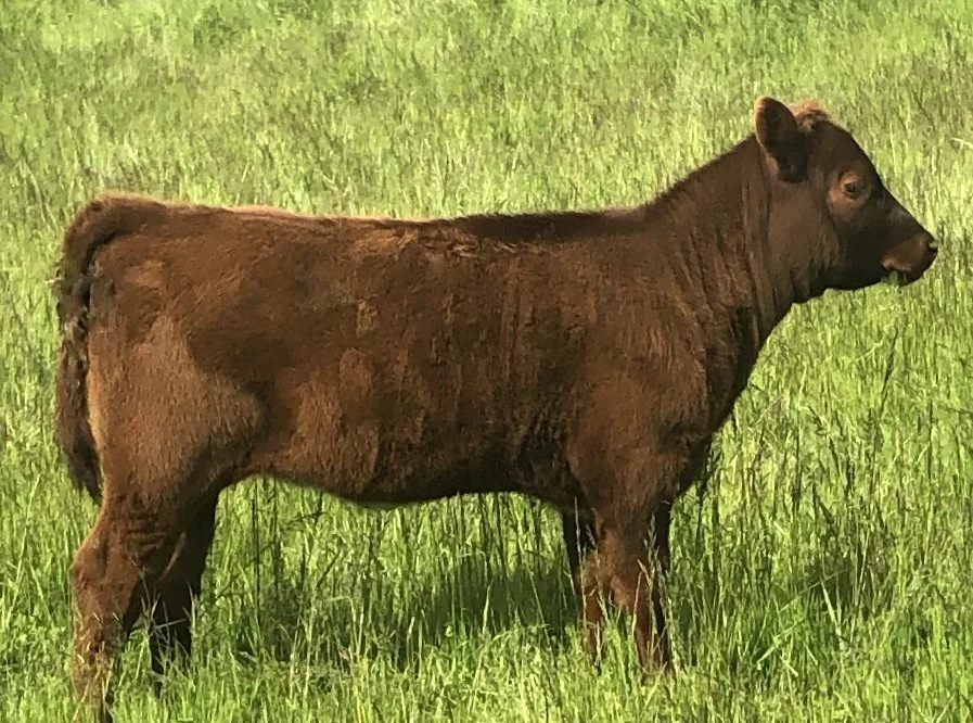 Offspring from many of the Reference Bulls — Shorthorn Select Genetics