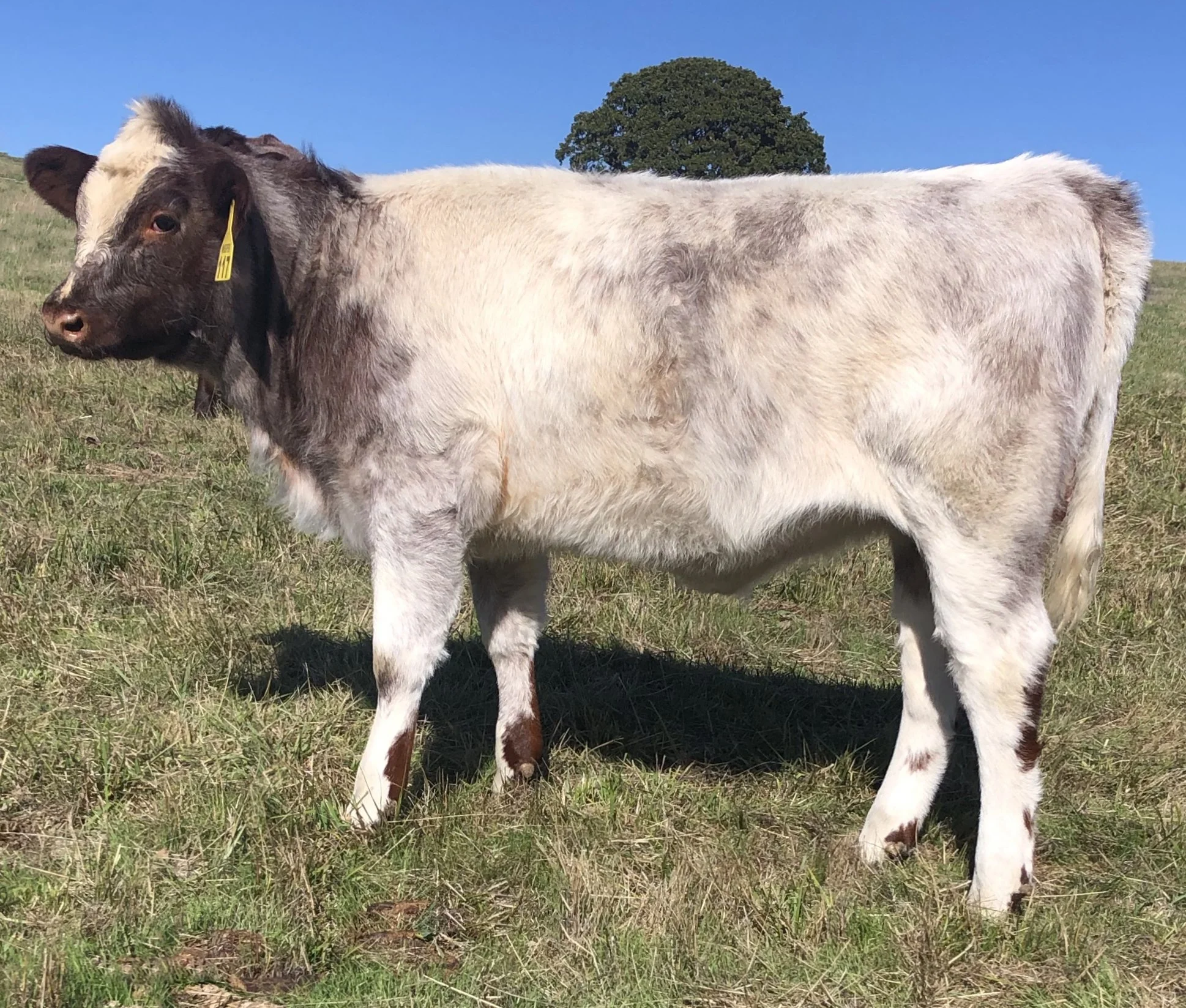 Offspring from many of the Reference Bulls — Shorthorn Select Genetics
