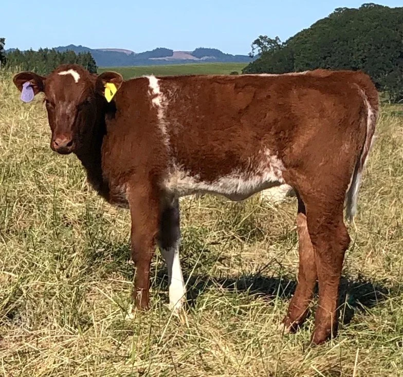 Offspring from many of the Reference Bulls — Shorthorn Select Genetics