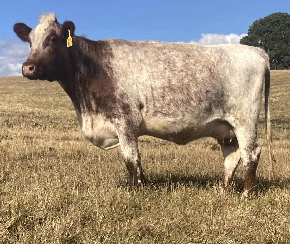 Blue Roan Shorthorn Cattle