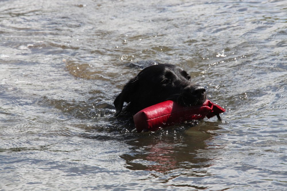 Is Too Much Swimming Bad For Dogs