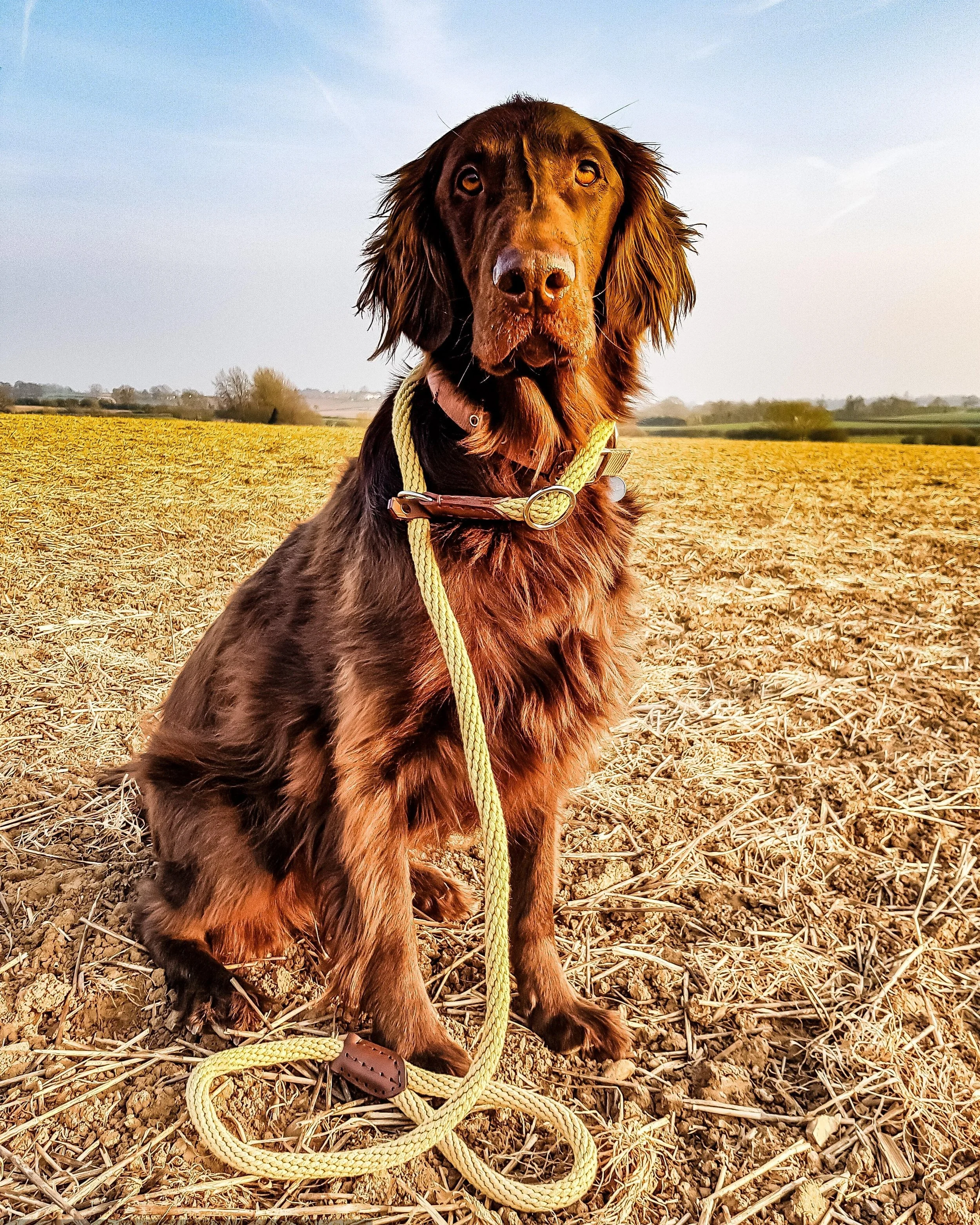 Gun Dog Slip leads, Dog Leads, Collars