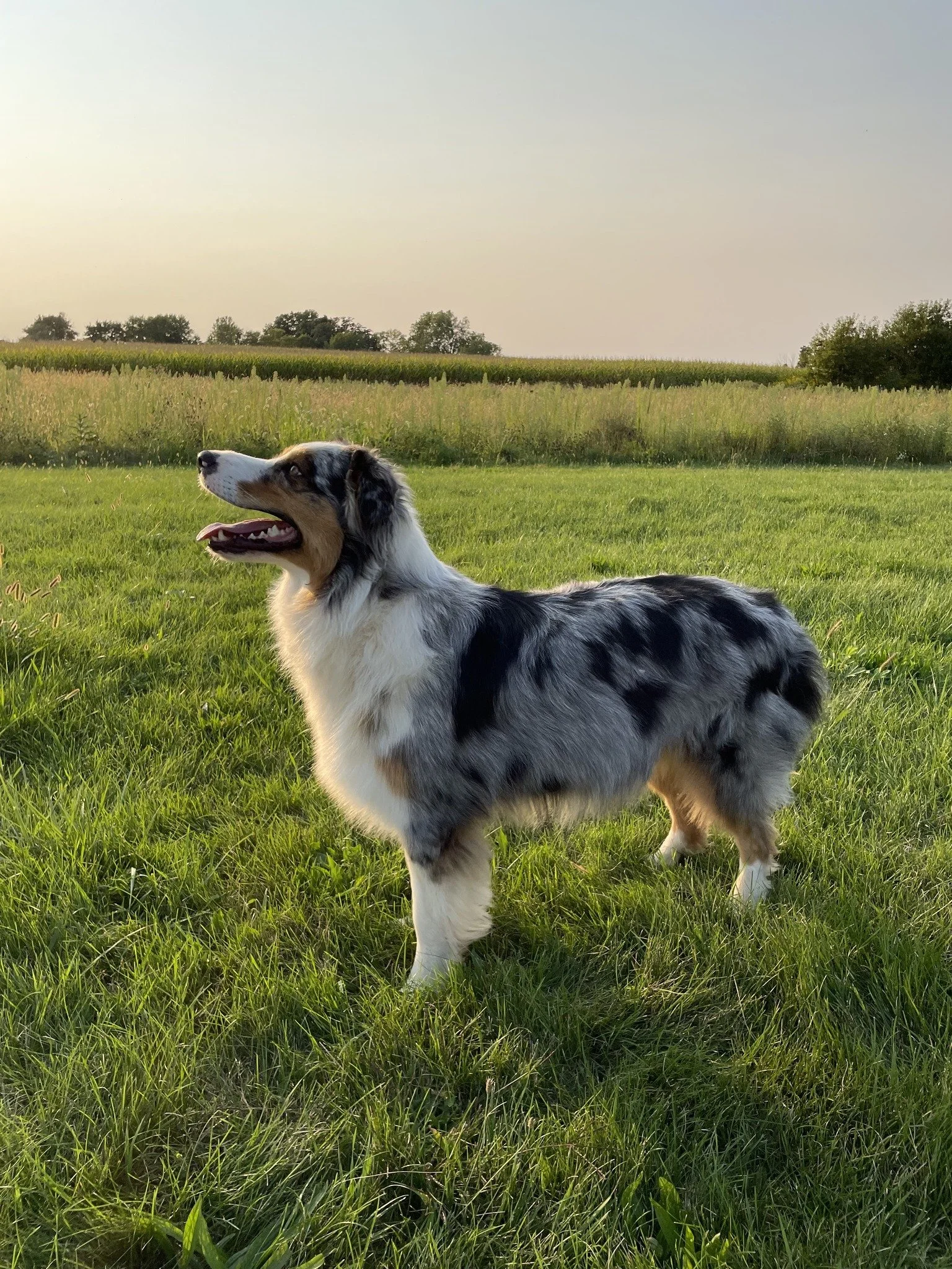 Double S Australian Shepherds