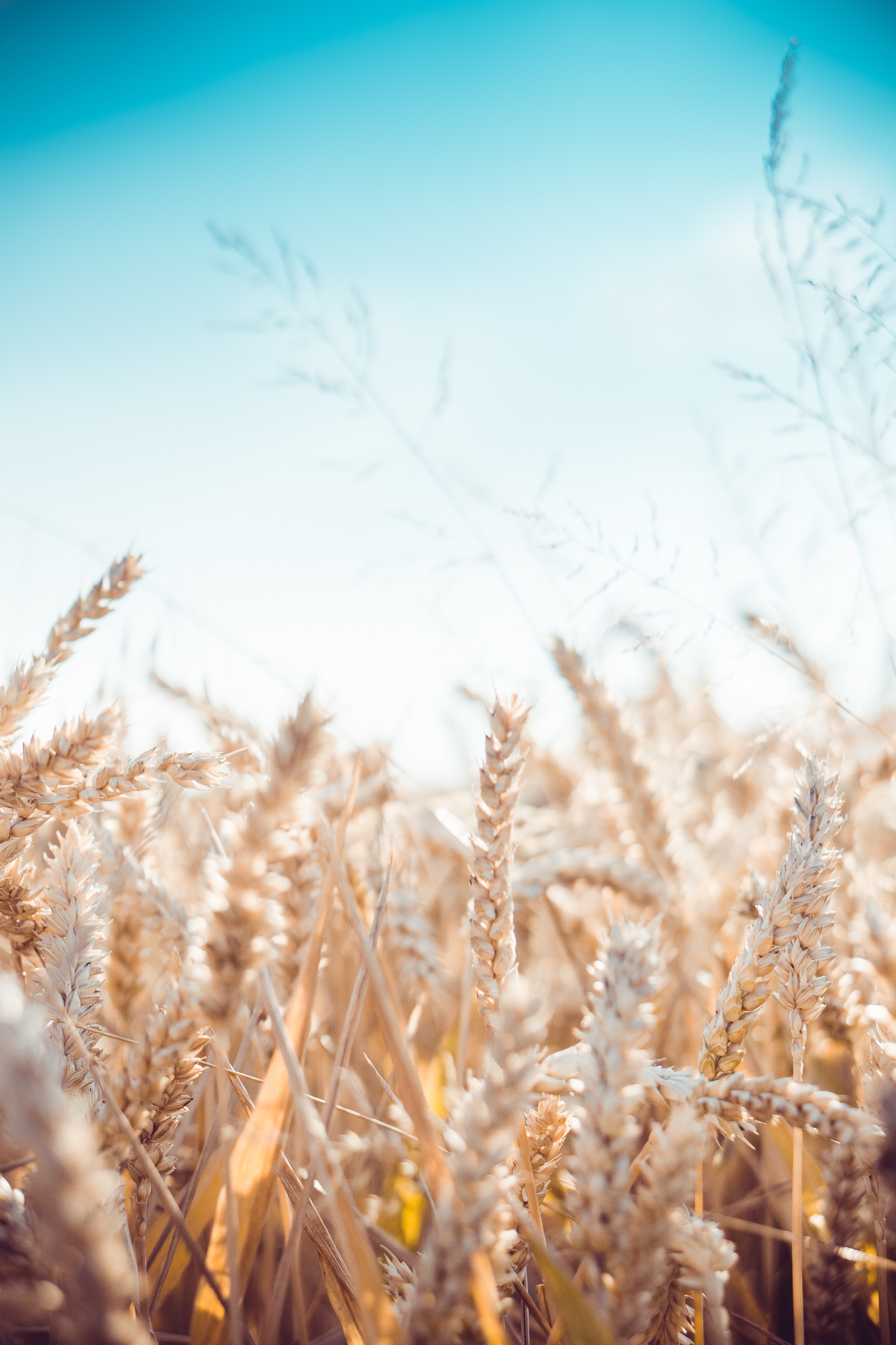 6 Ways to Celebrate Lammas — TINY RITUAL