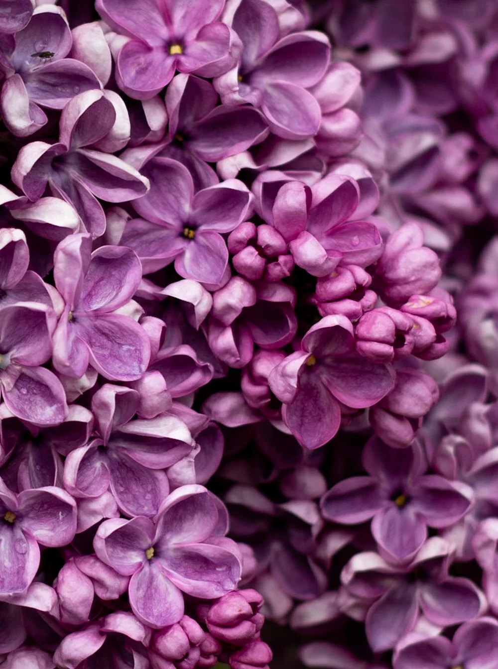 Love and Beauty in Bloom at Beltane — TINY RITUAL