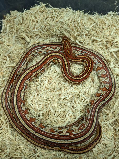 Animal Ark American Fork