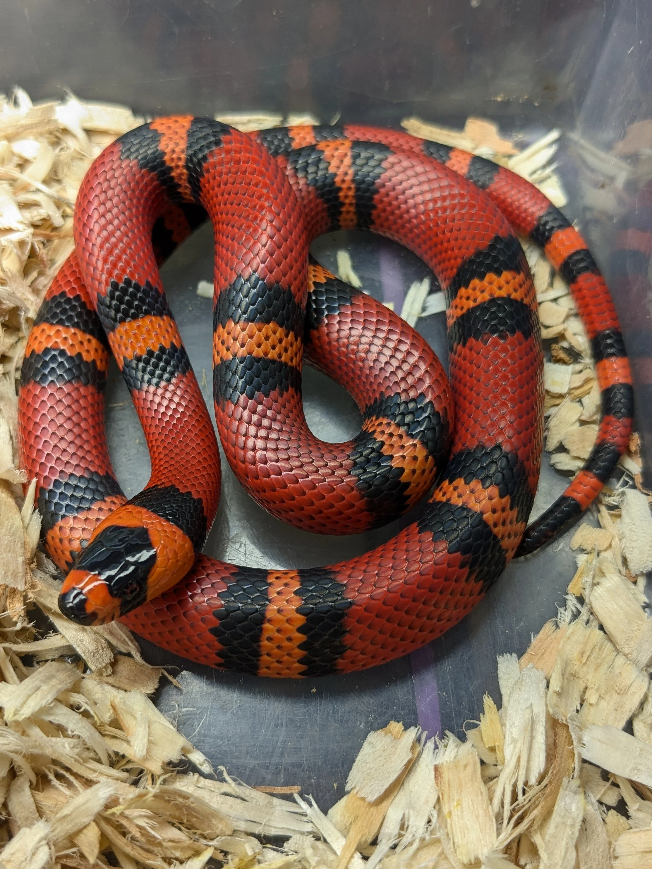 Animal Ark American Fork