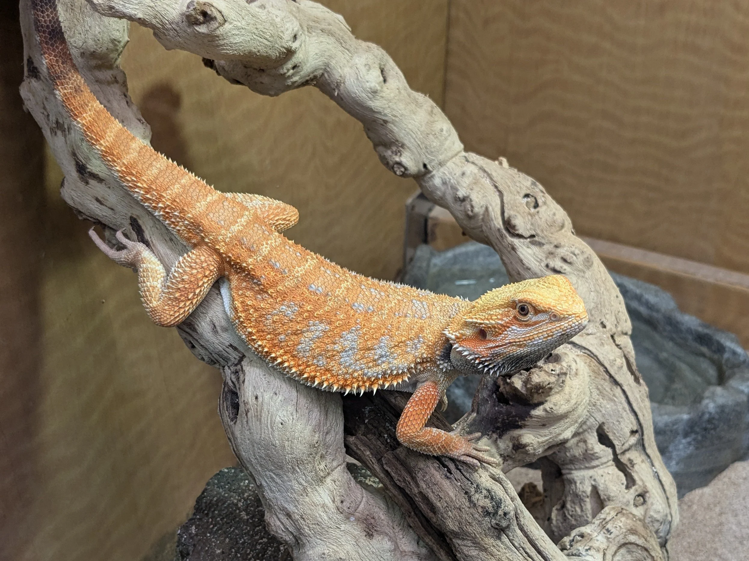 Animal Ark American Fork