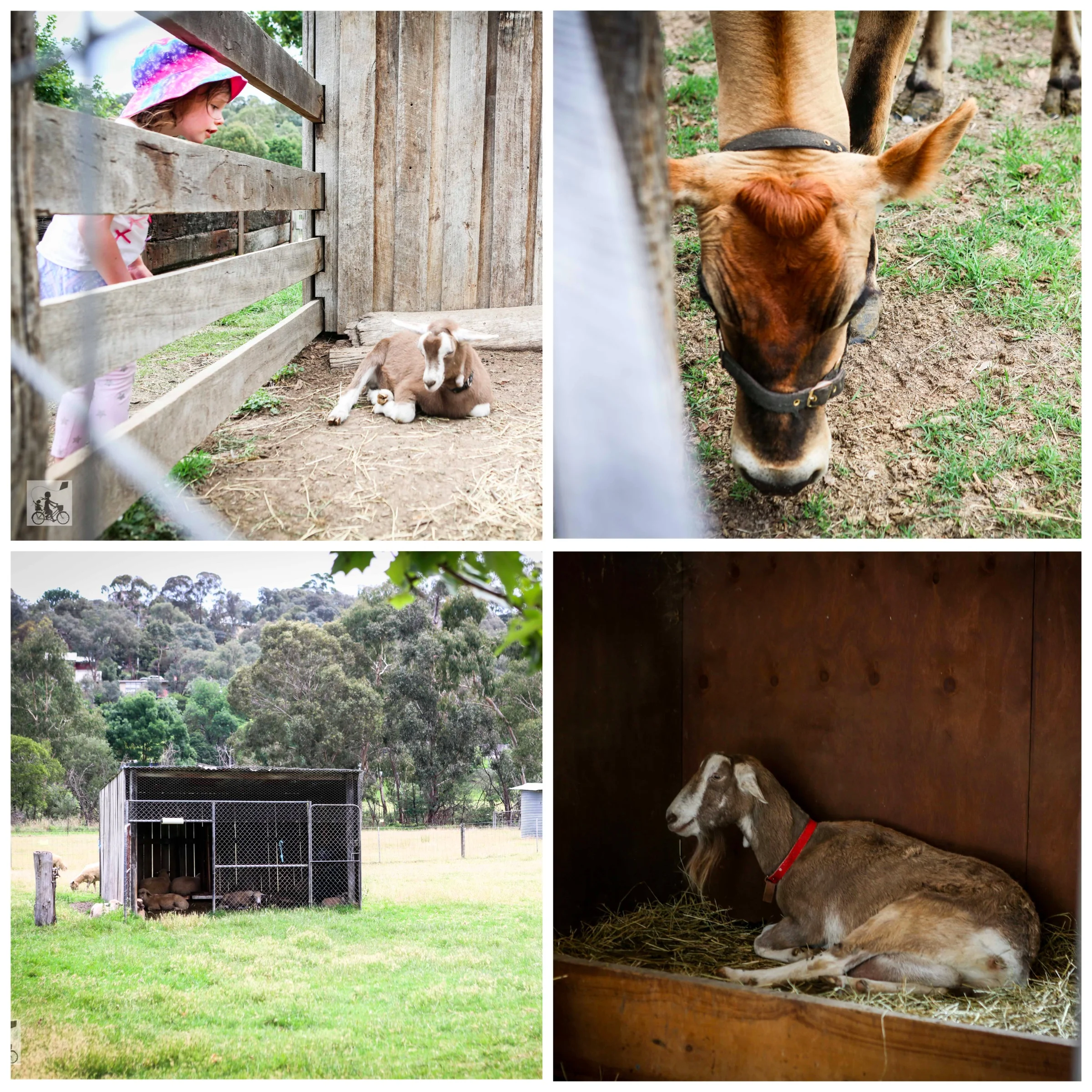edendale community environment farm, eltham — mamma knows north