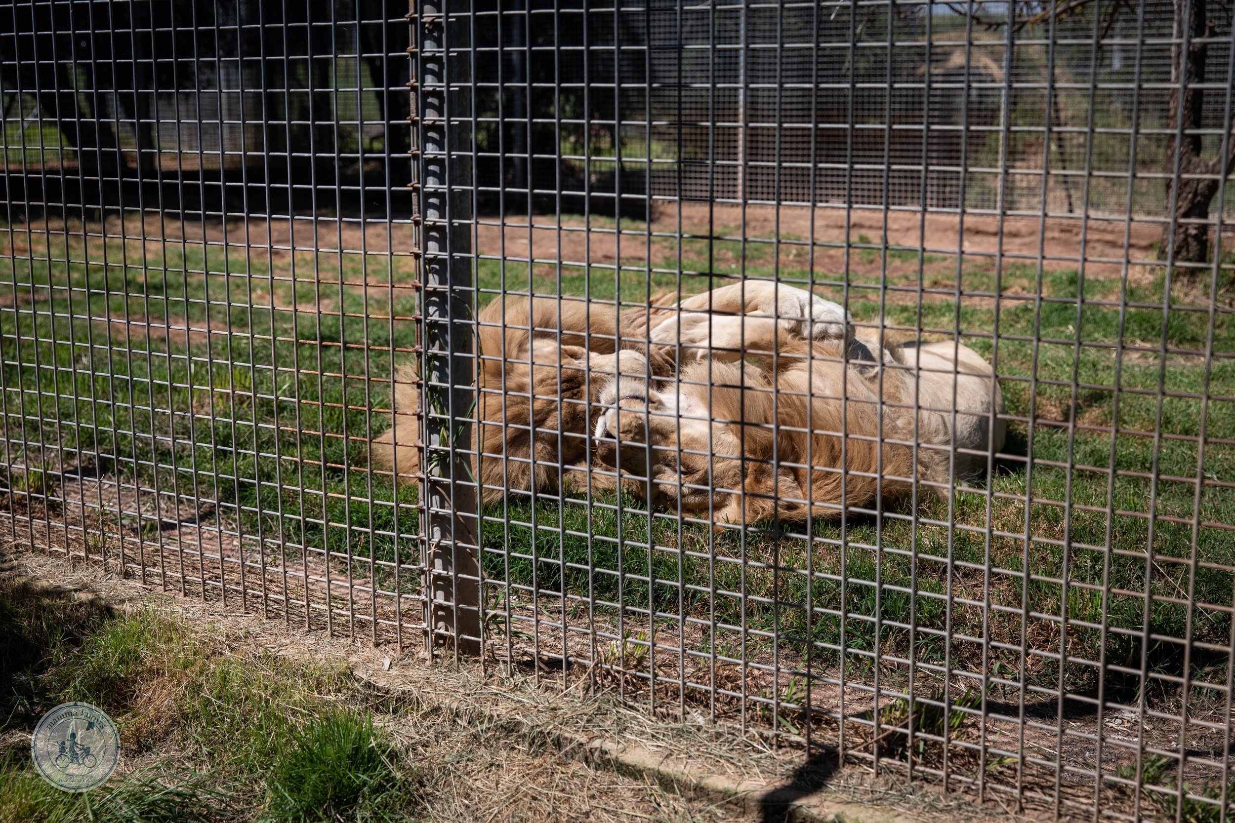Mansfield Zoo, Mansfield — mamma knows north