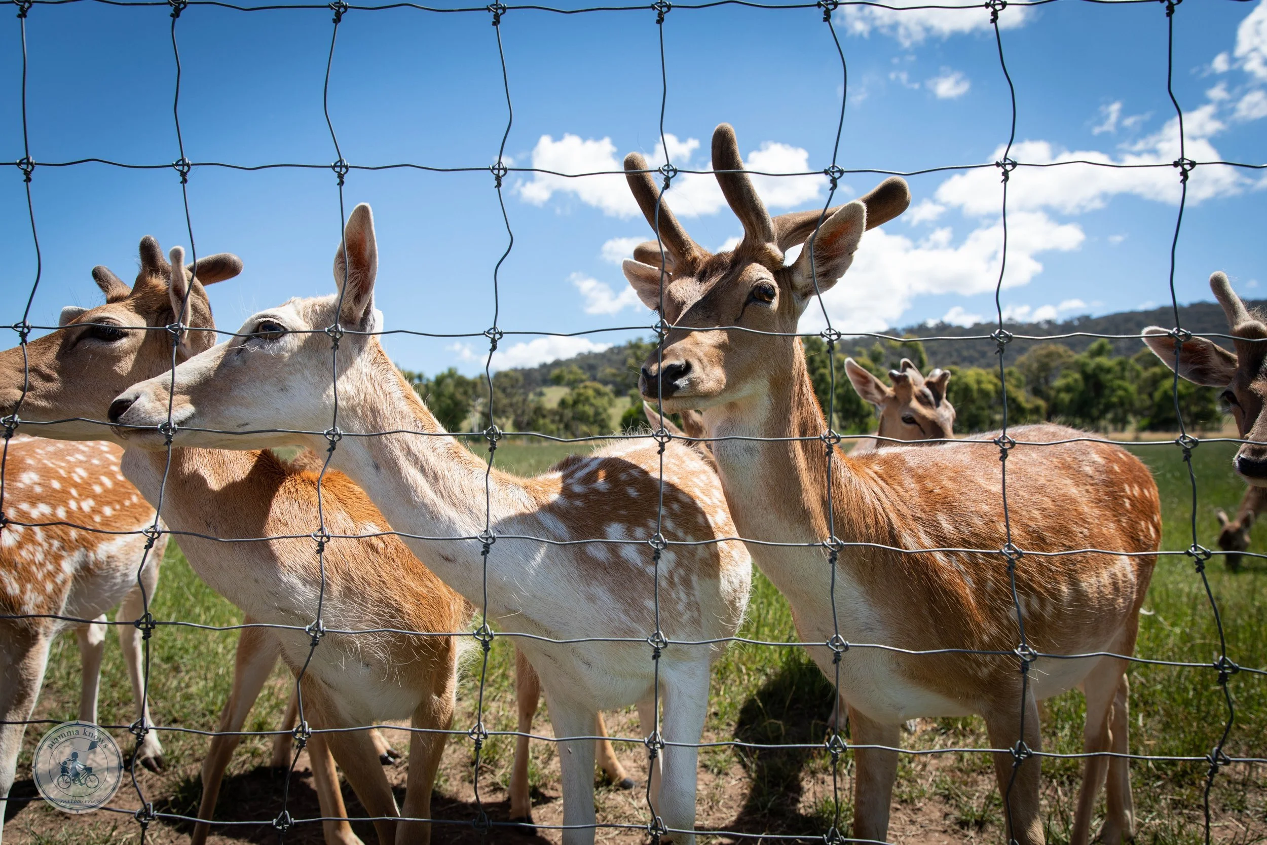 Mansfield Zoo, Mansfield — mamma knows north
