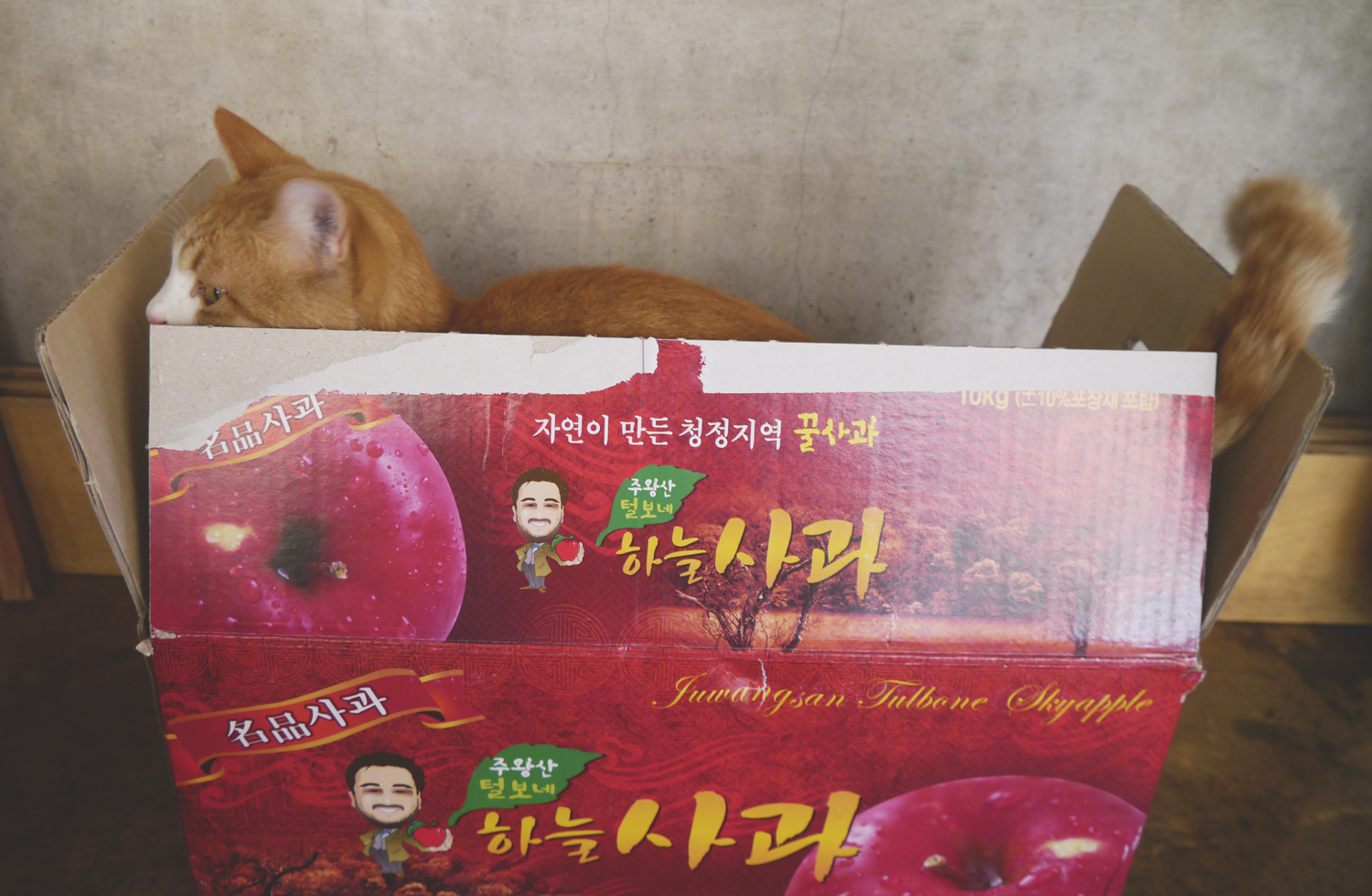Thanksgiving in Korea - Chuseok Holiday Food Diary — Evelyne Park | Art
