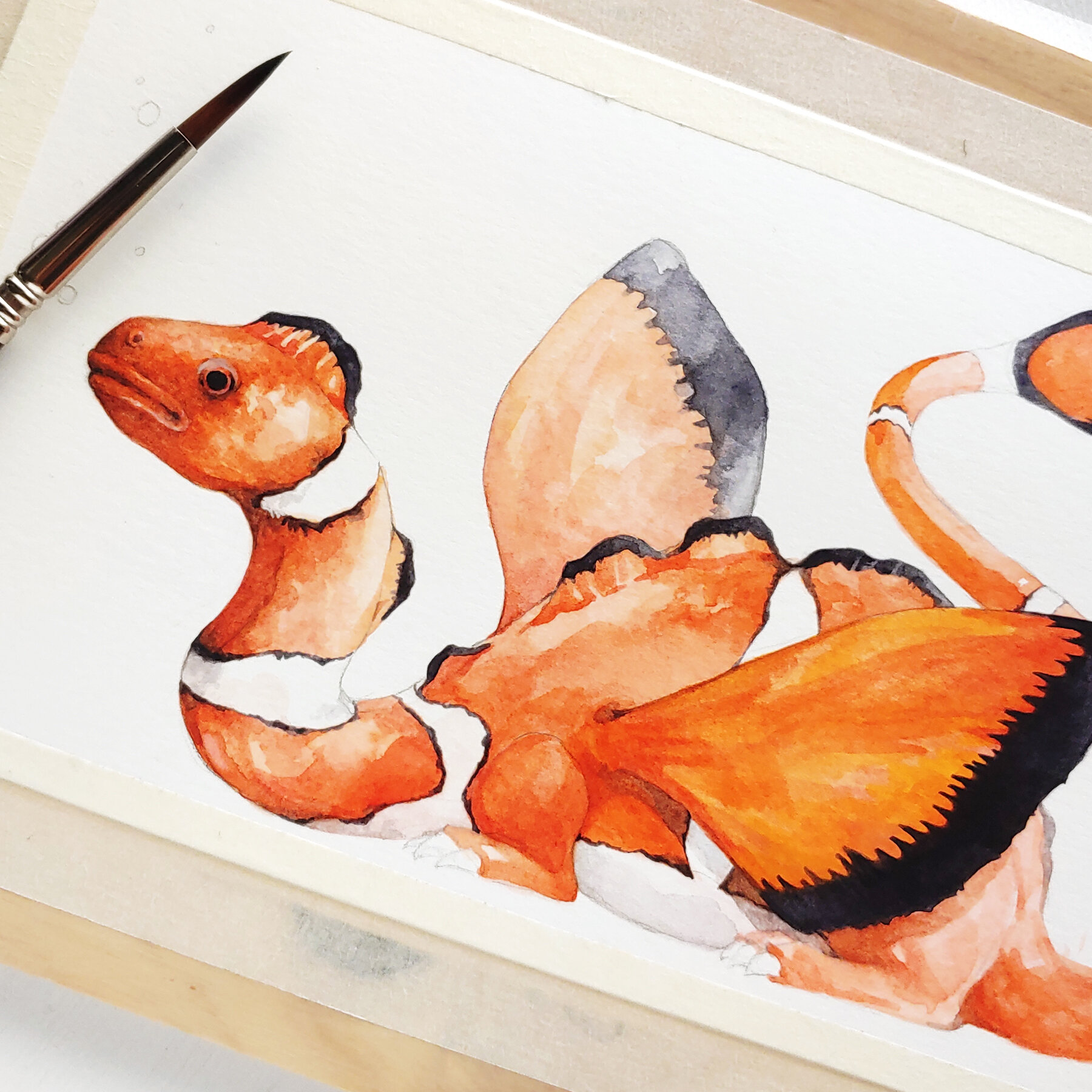 Clownfish Dragon Creature Design - A Process — evydraws