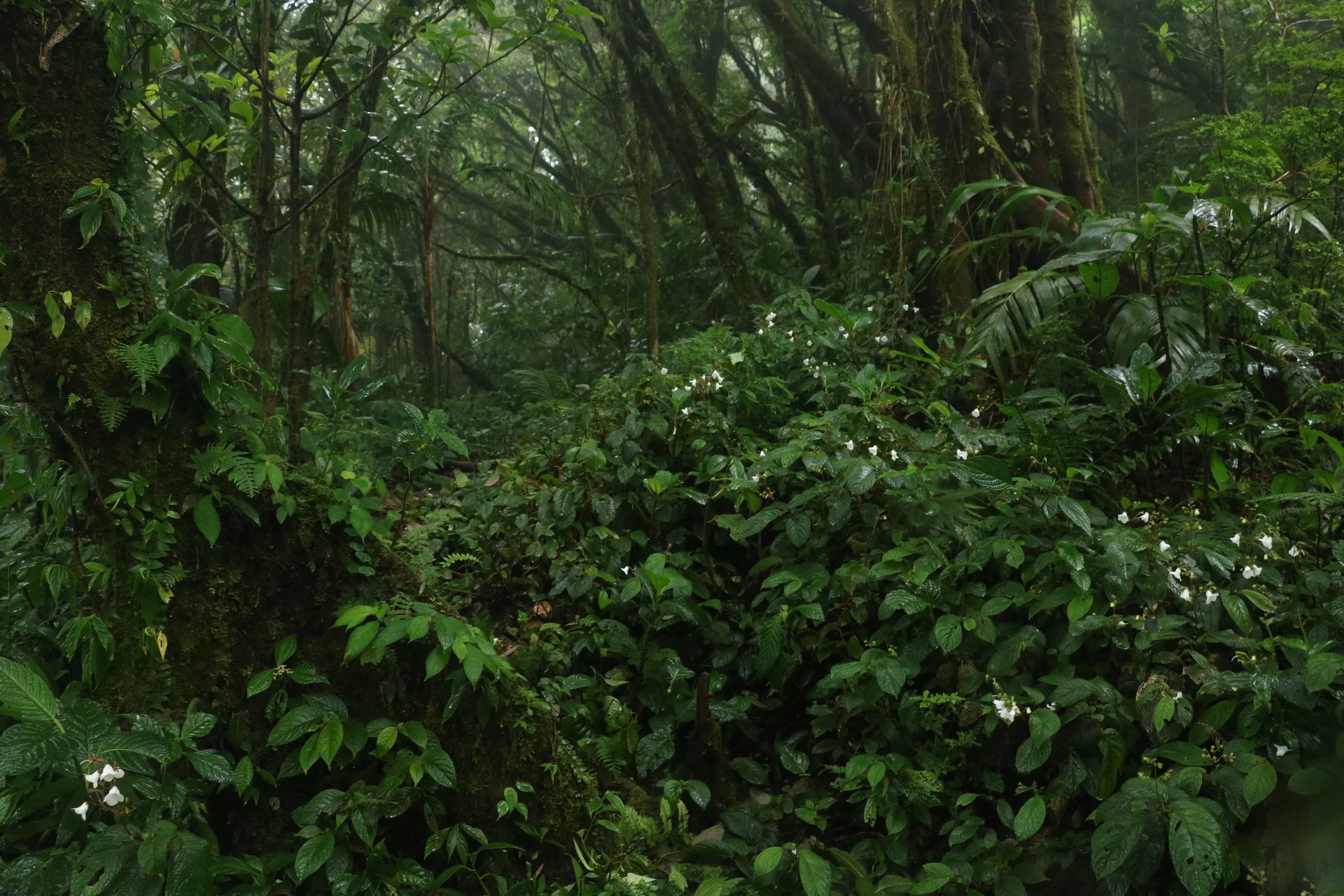 Into the Brillante: Part I — Adventure Term