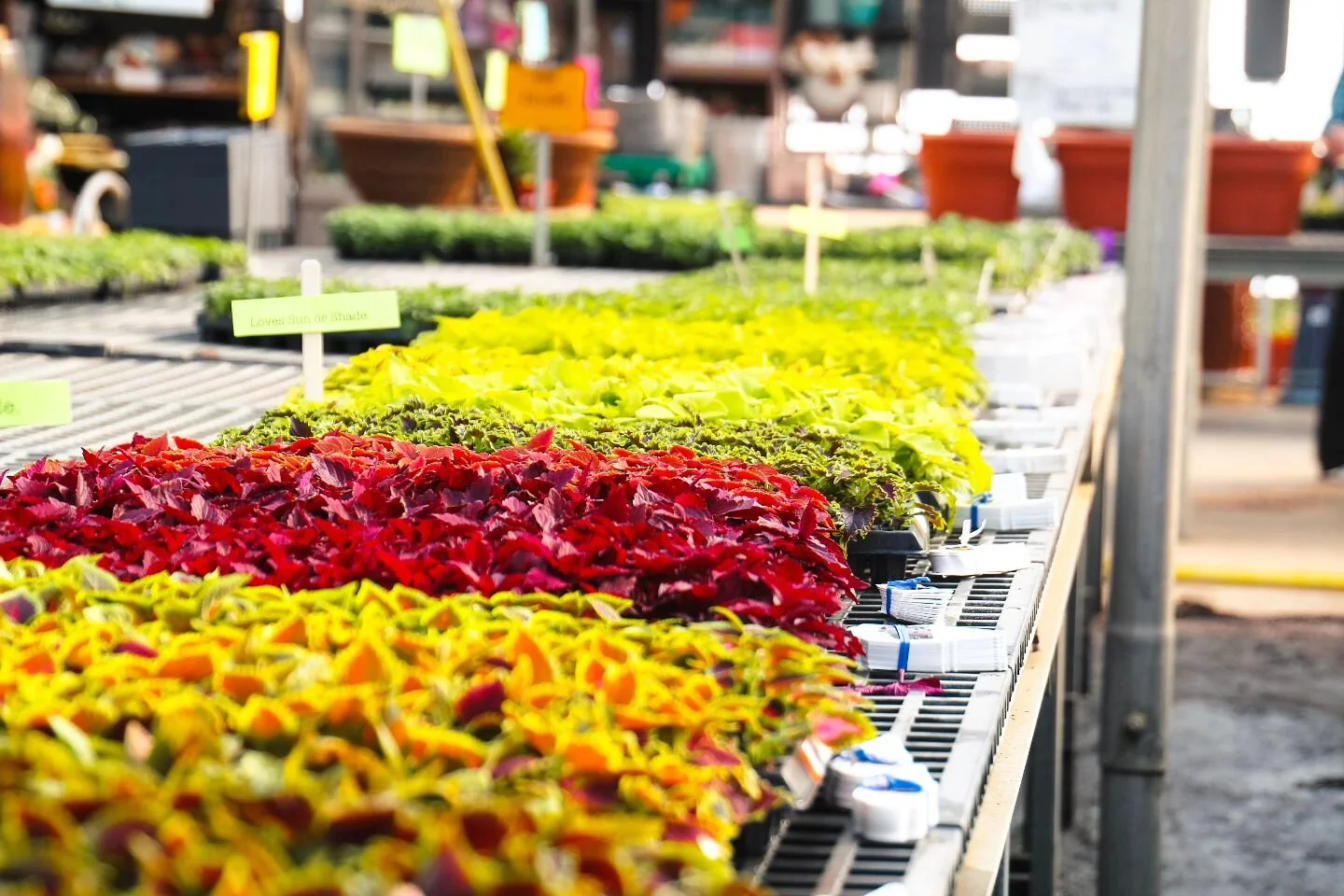 Container Planting Workshop- Week #1 — Sailer's Greenhouse