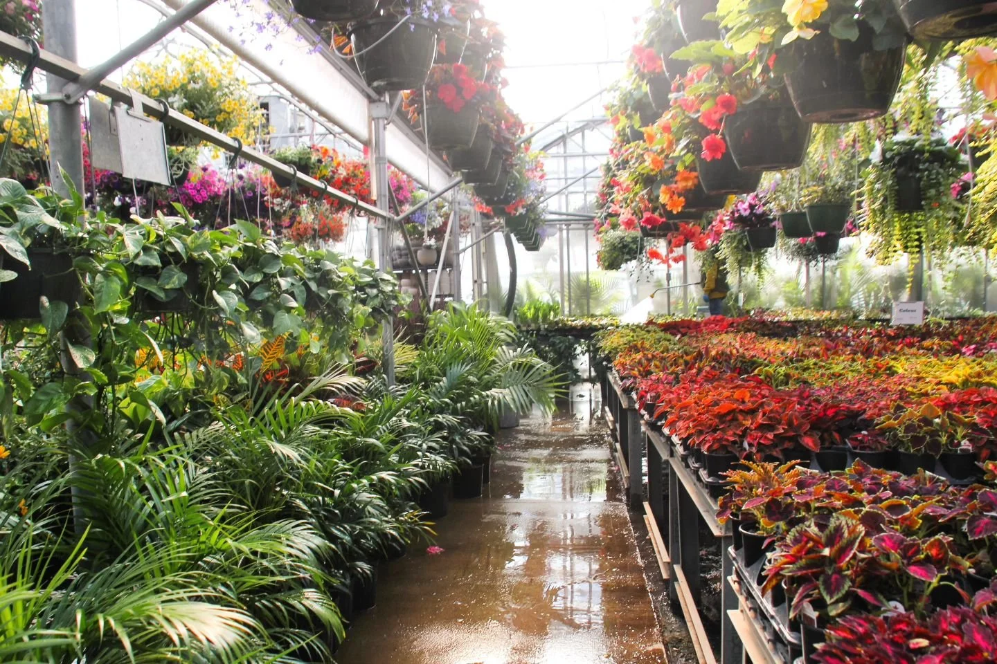 Gallery- Sailer's Greenhouse